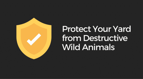 Protect Your Yard from Destructive Wild Animals with Synthetic Grass ...